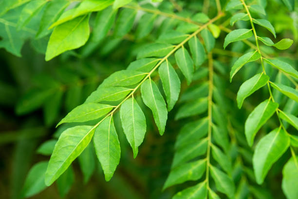 Neem Plant Details